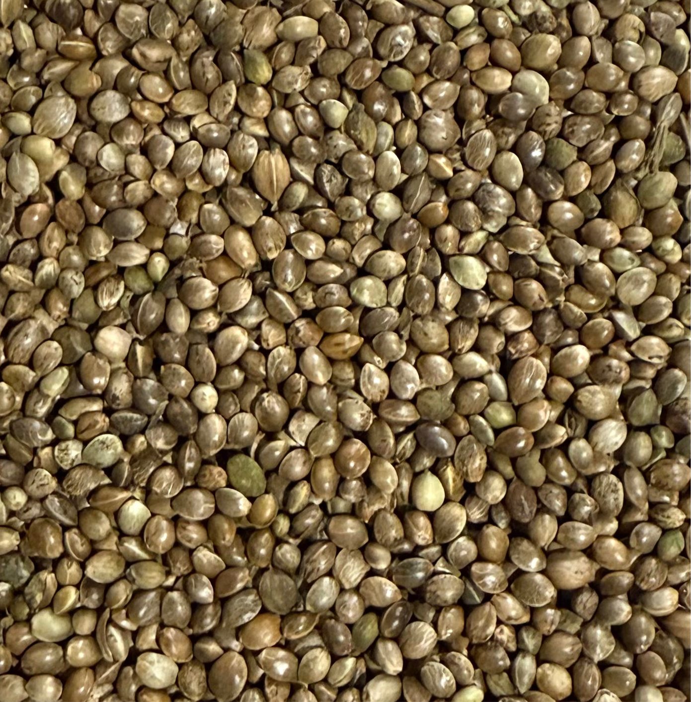 Hemp Large Chinese (25kg) – BJF Feeds